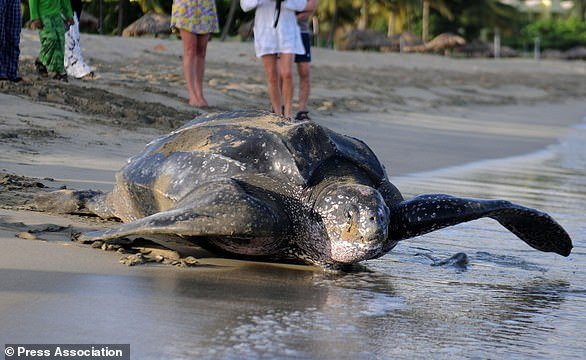 leatherback turtle cornwall