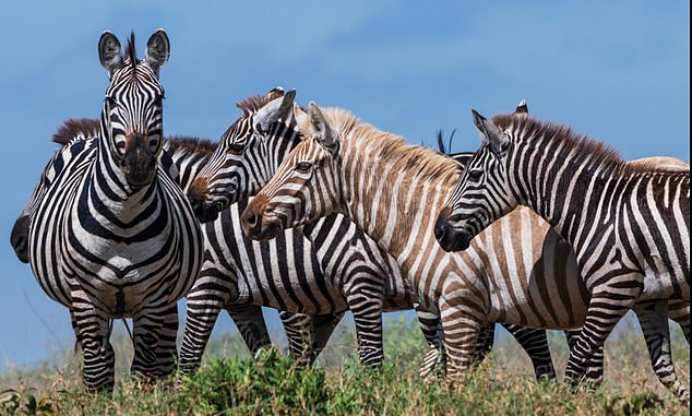 A blonde zebra is photographed for the first time - KOHA.net