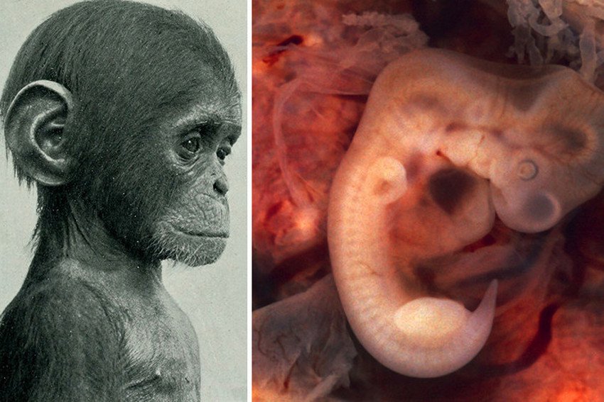 Scientists develop the first human-monkey embryo - KOHA.net