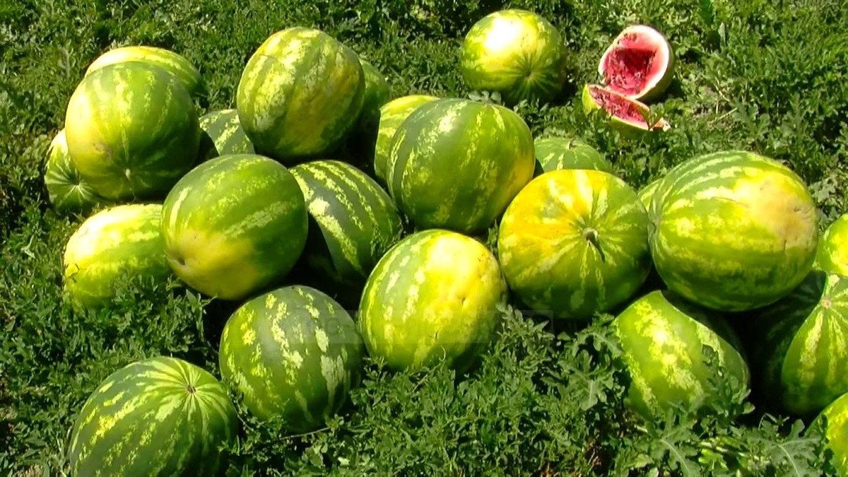 Si të kuptoni nivelin e nitrateve te shalqini në kushtet e shtëpisë ...