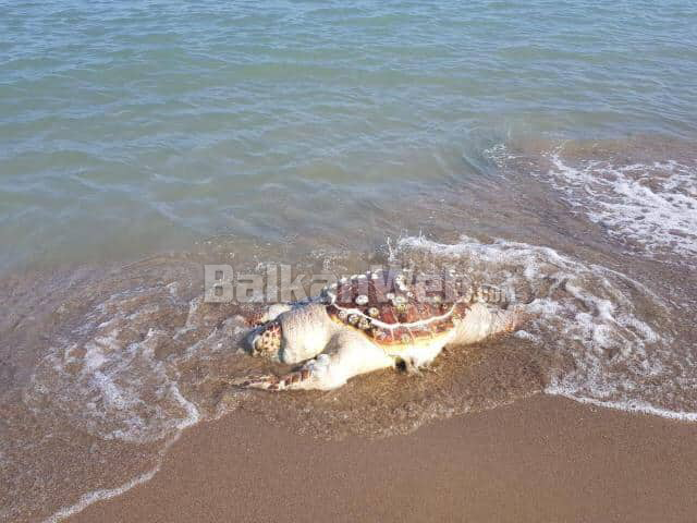 A large water turtle appears on Hamallaj beach in Durrës - KOHA.net