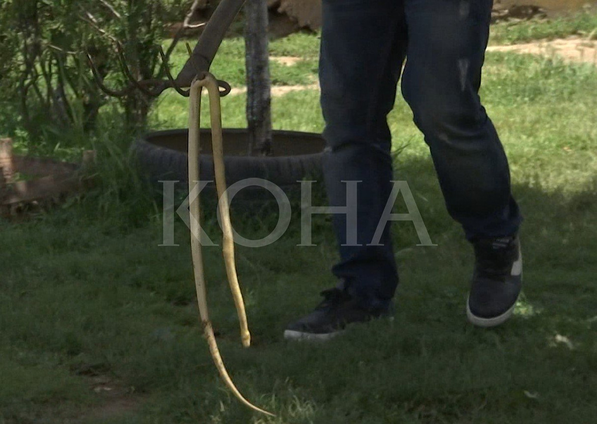 IKSHPK bën thirrje për kujdes nga gjarpërinjtë - KOHA.net