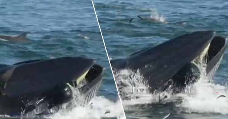 Man Inside A Whale