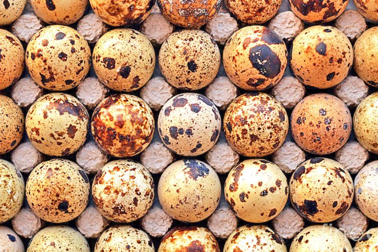 Vezët e thëllëzës, katër herë më shumë vlera se ato të pulës - KOHA.net