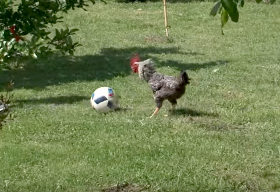Gjeli „Fußballer“ von Rrenci aus Shkodra, sie wollen ihn Messi nennen ...