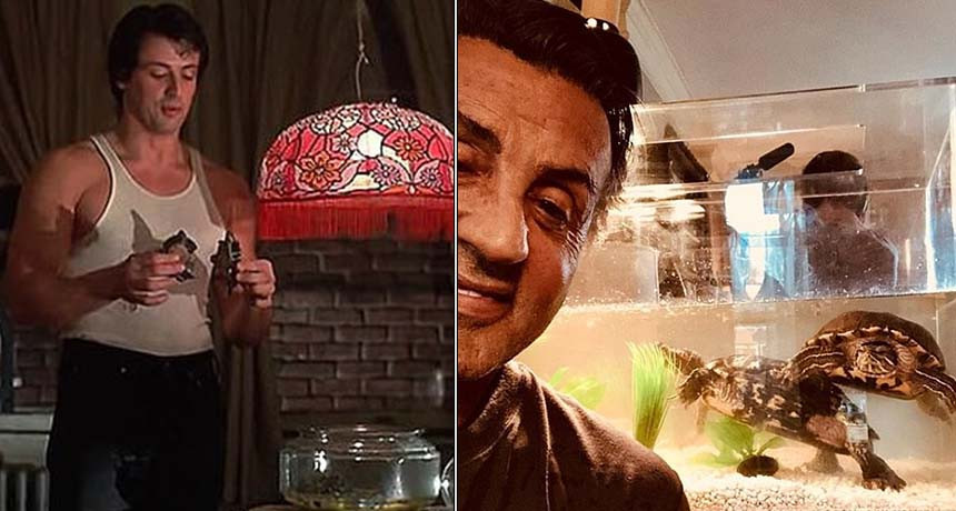 Stallone ende i mban dy breshkat nga filmi “Rocky”, tani janë 44 vjeçe ...