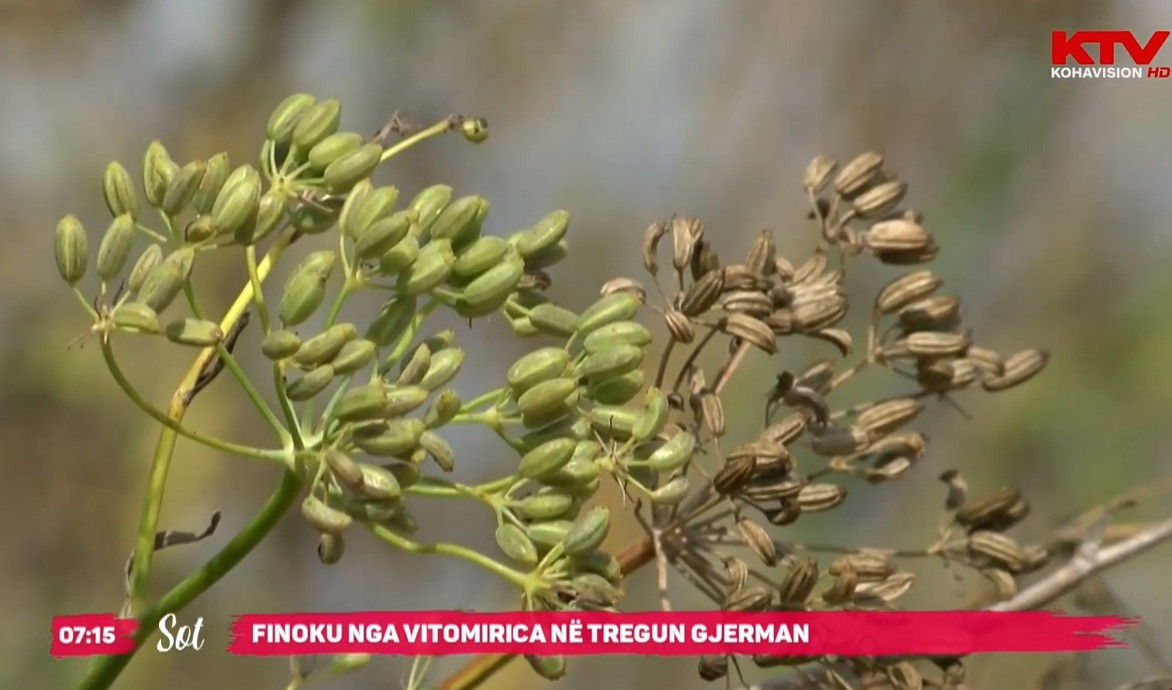 Finoku nga Vitomirica në tregun gjerman - KOHA.net