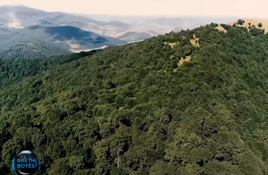 Le hêtre peut sauver la Terre du réchauffement climatique - KOHA.net