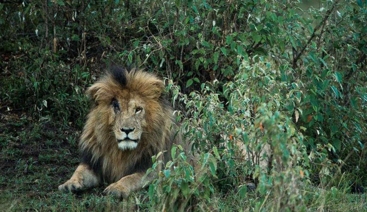 The most famous African lion dies - KOHA.net