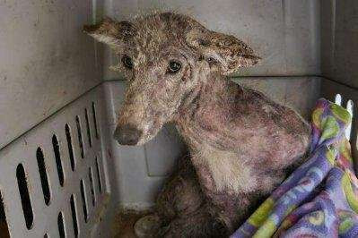 Kafsha “misterioze” në SHBA rezulton të jetë kojotë - KOHA.net