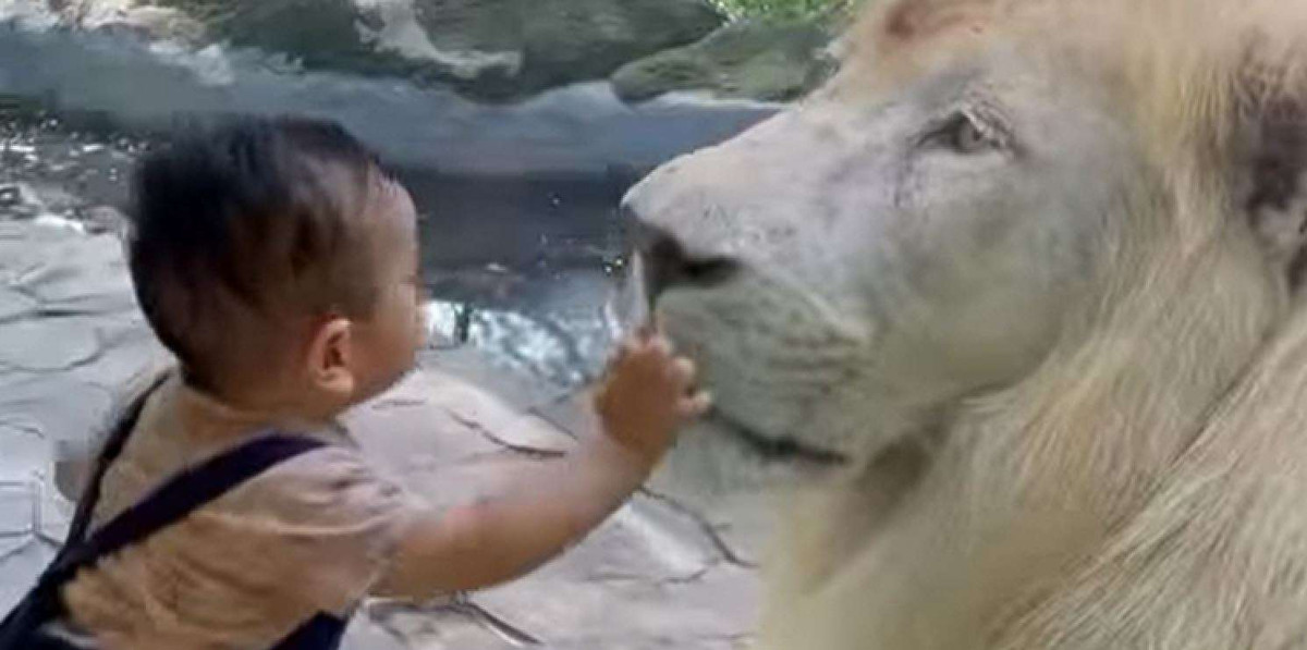 The images with the brave child playing next to the lion go viral ...