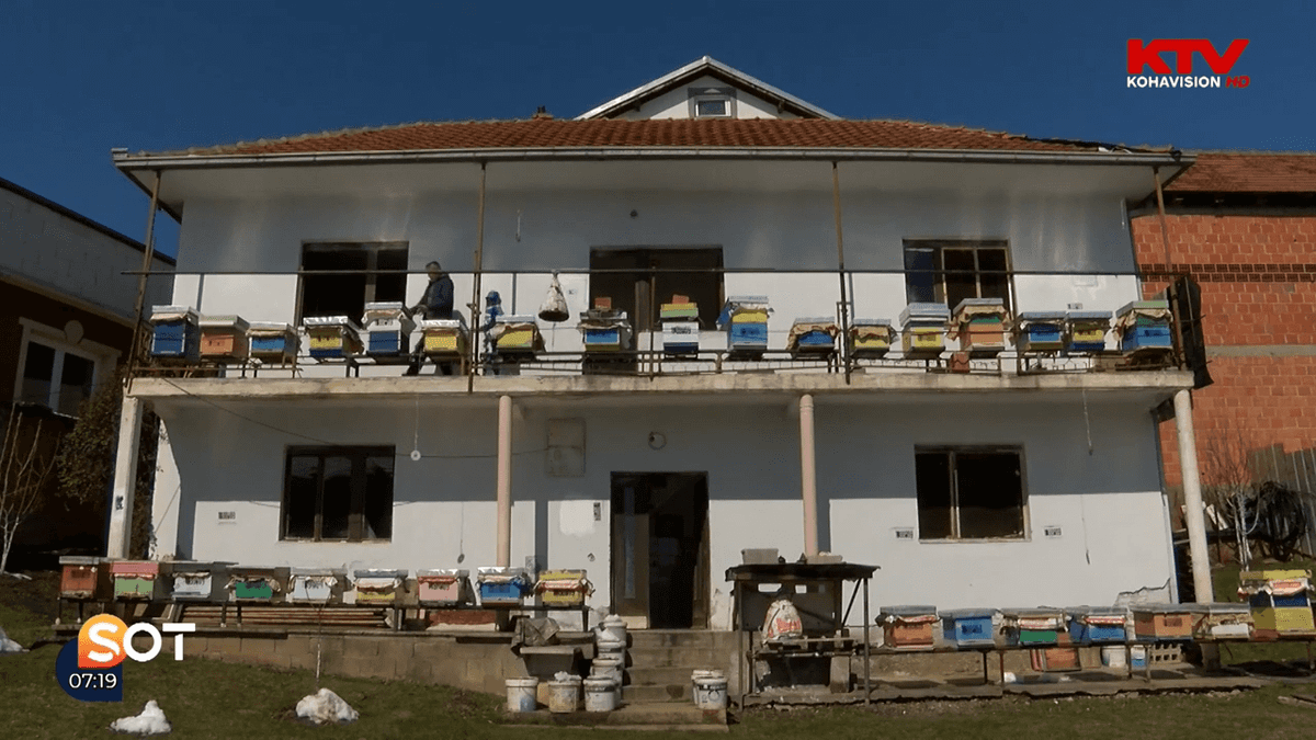Lufta e Kosovës, periudhë e prodhimit të lartë të mjaltit - KOHA.net