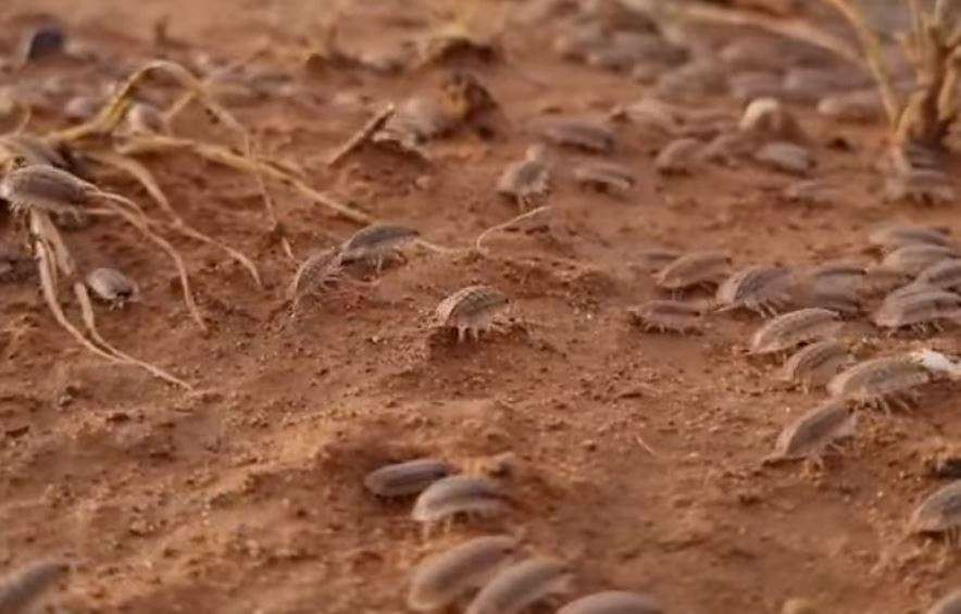 Thousands of insects "invade" a city in Australia - KOHA.net