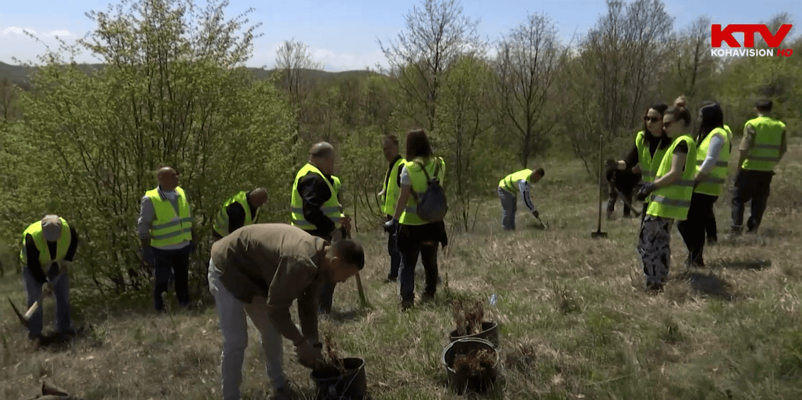 Fidanë ahu për të rritur gjelbërimin në Butovc - KOHA.net