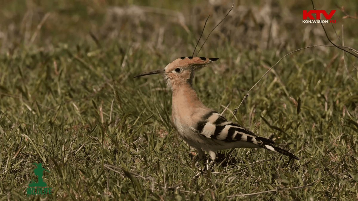 Wildlife me Arian Mavriqin - Pupëza, Zogu i Profetit - KOHA.net