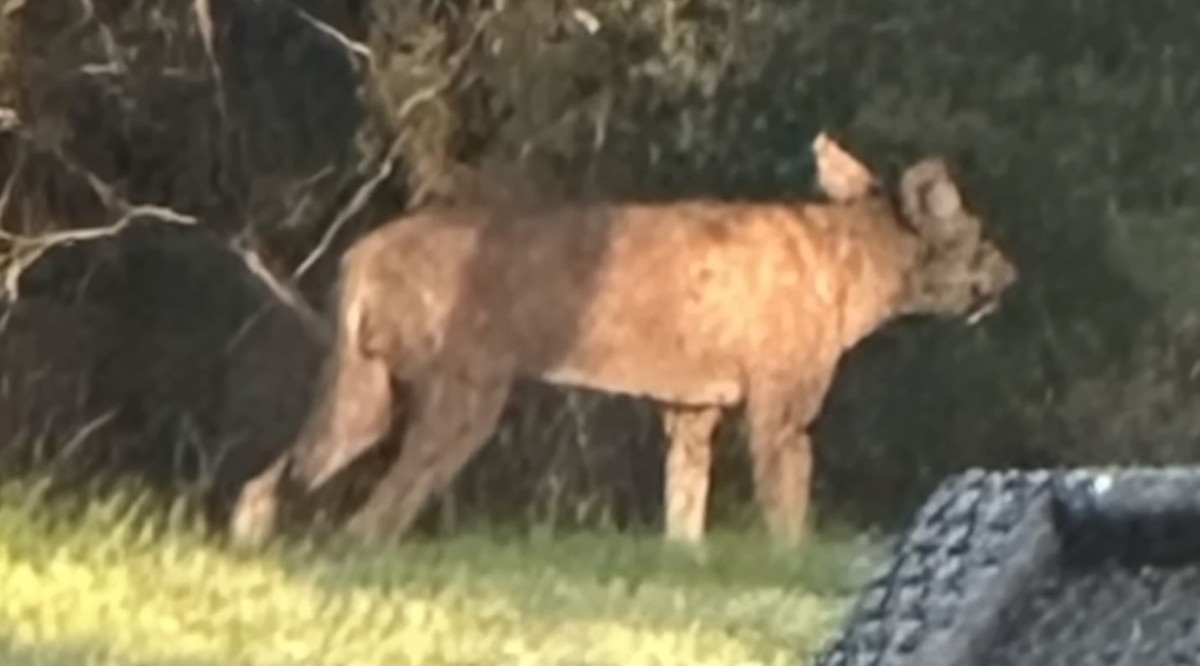 Kafsha misterioze kapet në Teksas, dalin pamjet - KOHA.net