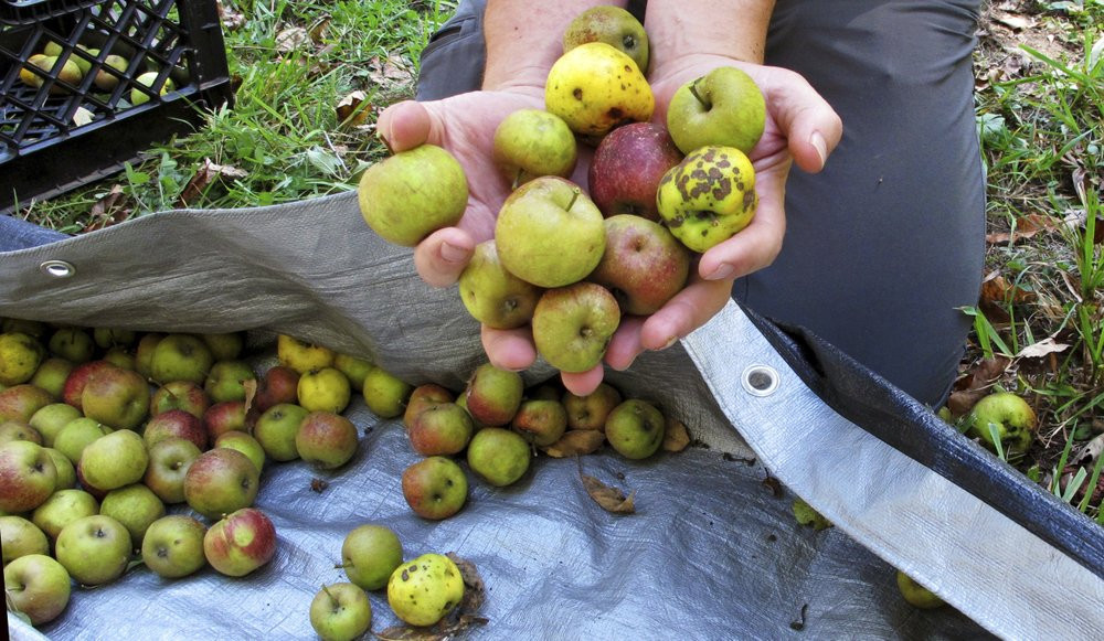 Pa asnjë kimikat, të mirat e panjohura të mollëve të egra - KOHA.net