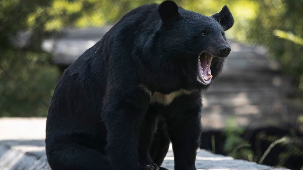 Ariu i zi arratiset nga kopshti zoologjik në SHBA - KOHA.net