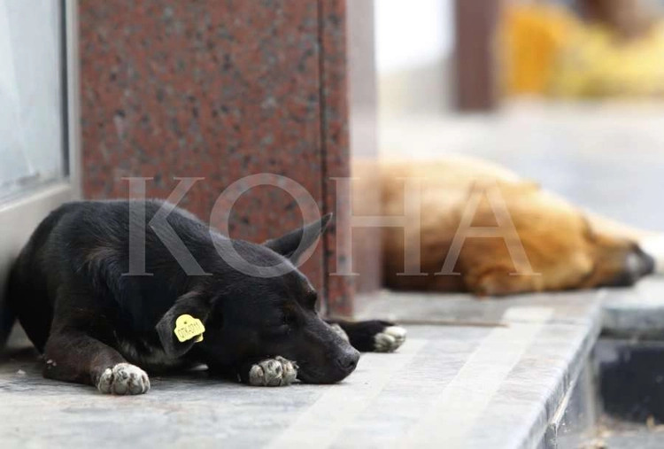 Prishtina planifikon t’i ndajë nga 50 euro në muaj secilit që adopton ...