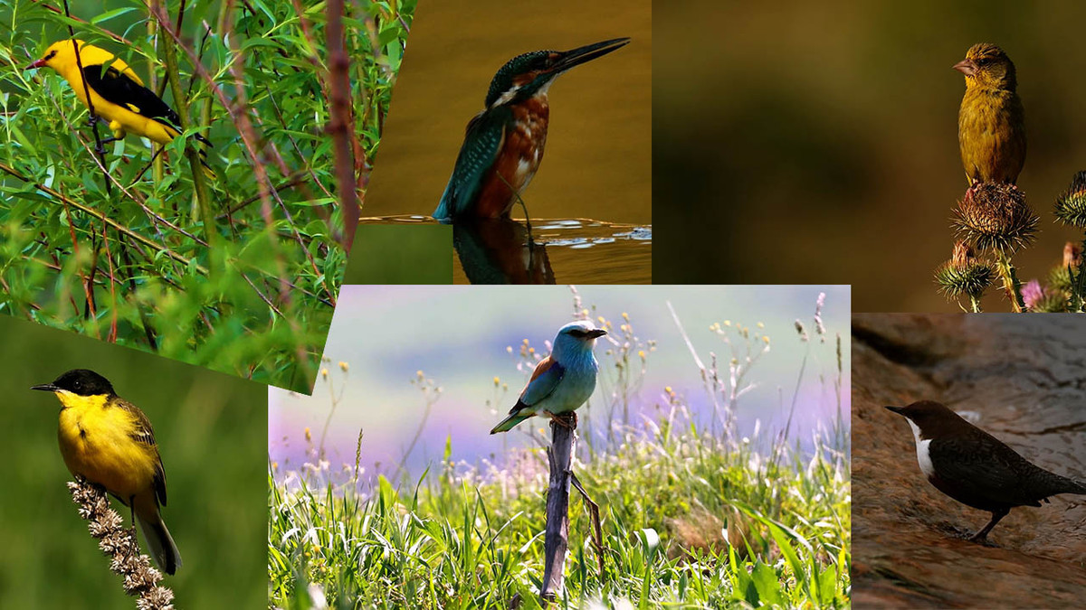 “Wildlife me Arian Mavriqin” - Bukuria e ngjyrave te shpendët në vendin ...