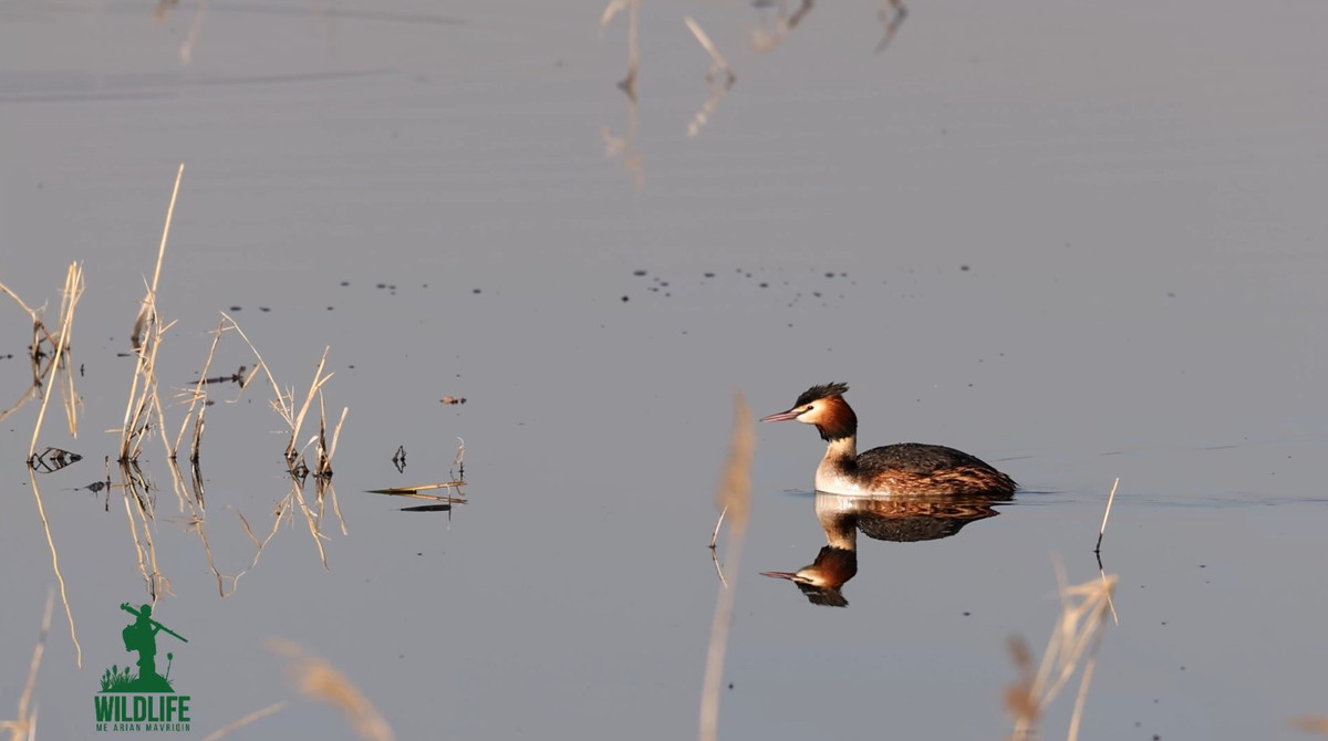 "Vida salvaje con Arian Mavriqin" - Aves migratorias de hábitats ...