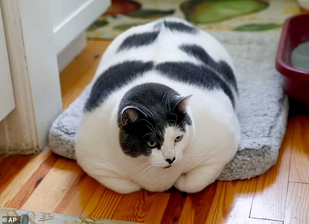 Obese Cat