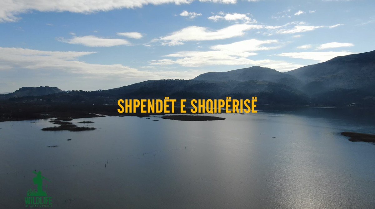 “Wildlife me Arian Mavriqin” - Shpendët e Shqipërisë - KOHA.net