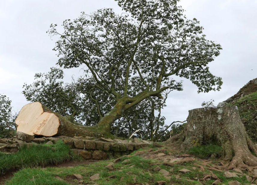 A 16-year-old is arrested for cutting down a 200-year-old tree in ...