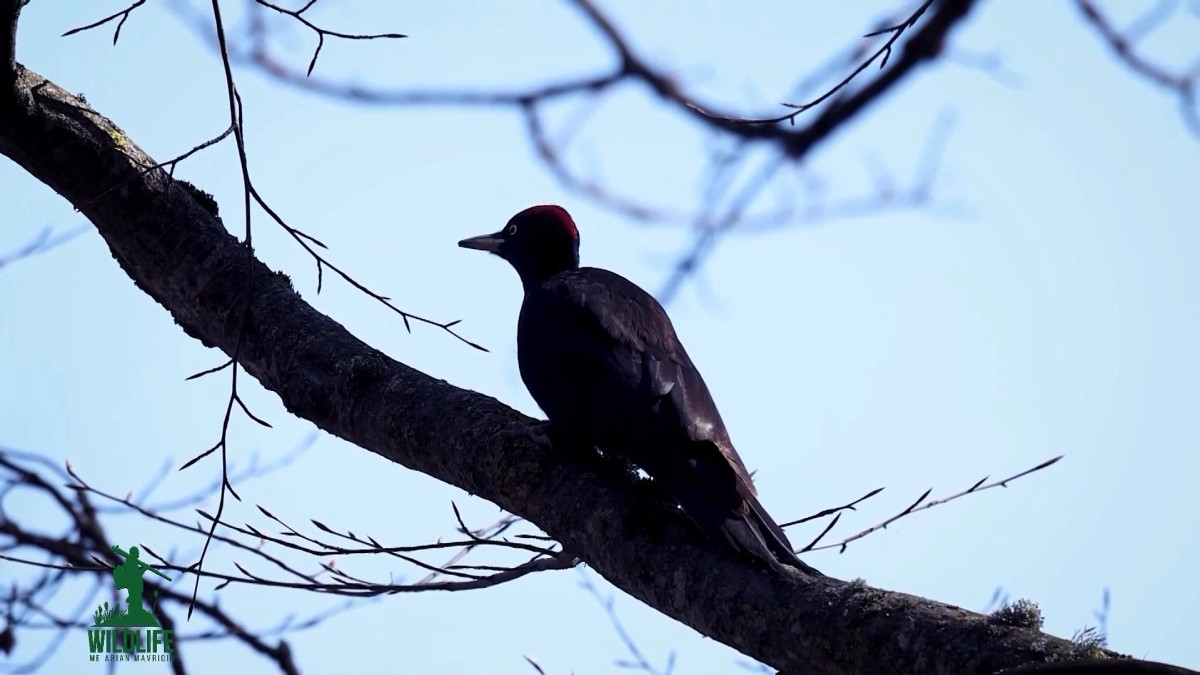 Qukapiku i zi - KOHA.net