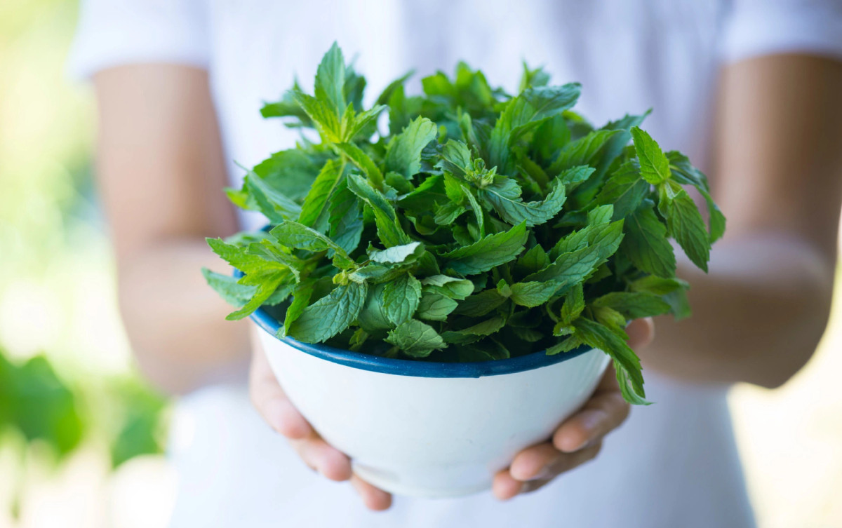 Gjethet e mentes për shëndetin e trurit dhe stomakut - KOHA.net