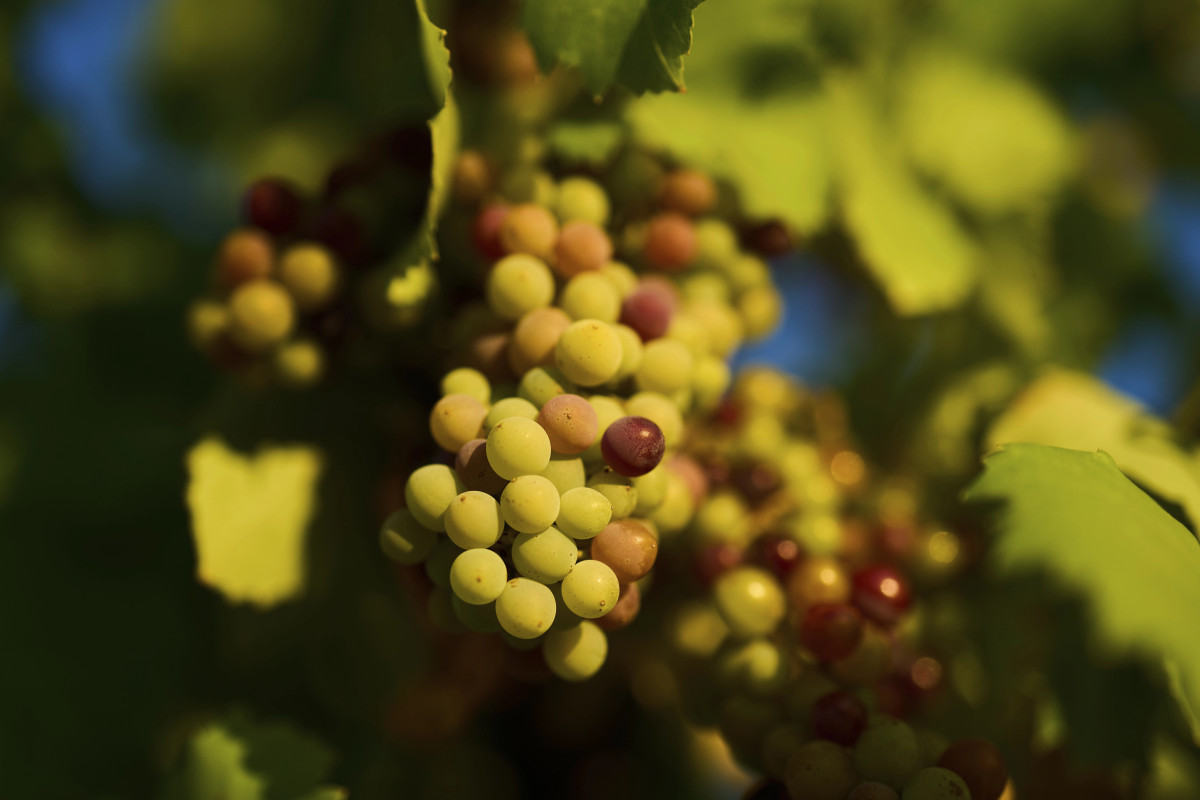 Rrushi, superushqimi i radhës - KOHA.net