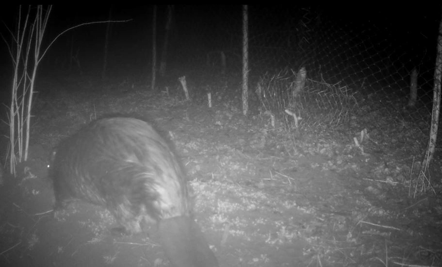 Dokumentohet në Kosovë kafsha që konsiderohej e zhdukur nga Ballkani qe ...