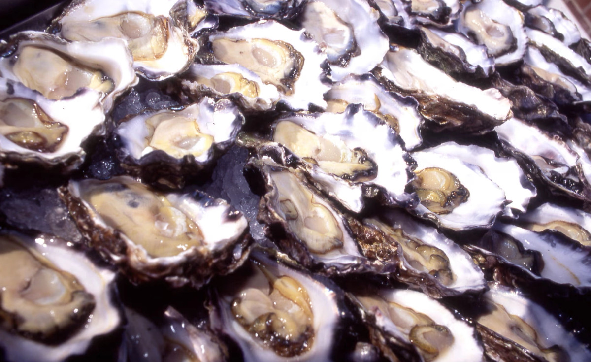 Gjaku i guacave të Australisë përmban një lloj baktere që përforcon ...