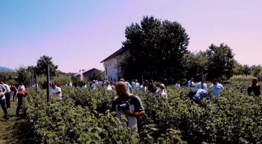 Raspberry harvest begins, farmers expect 30 percent more yield this ...