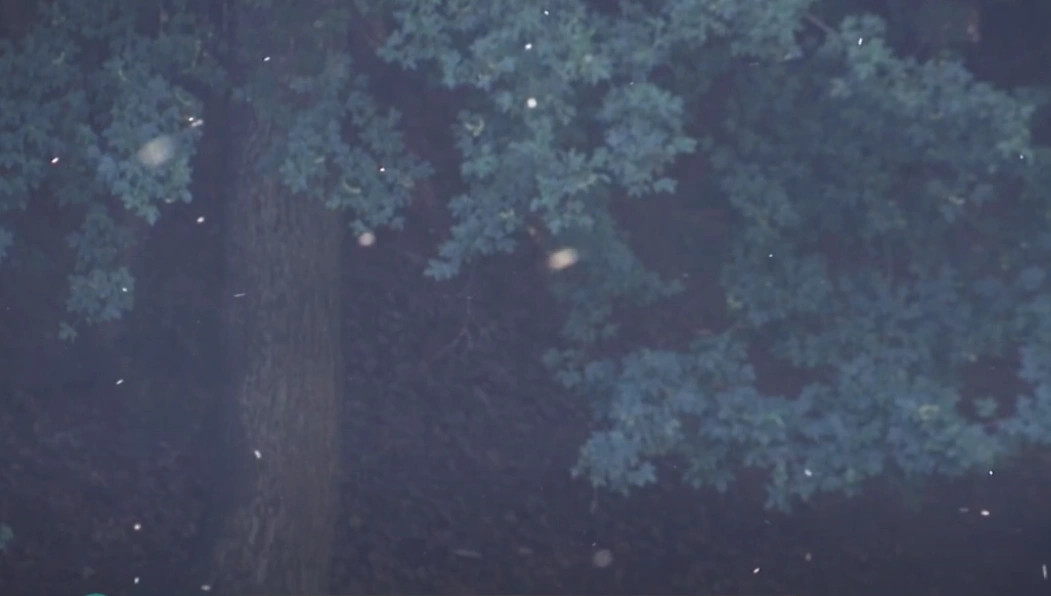 Prishtina mbushet me mushkonja, vonohet dezinsektimi - KOHA.net