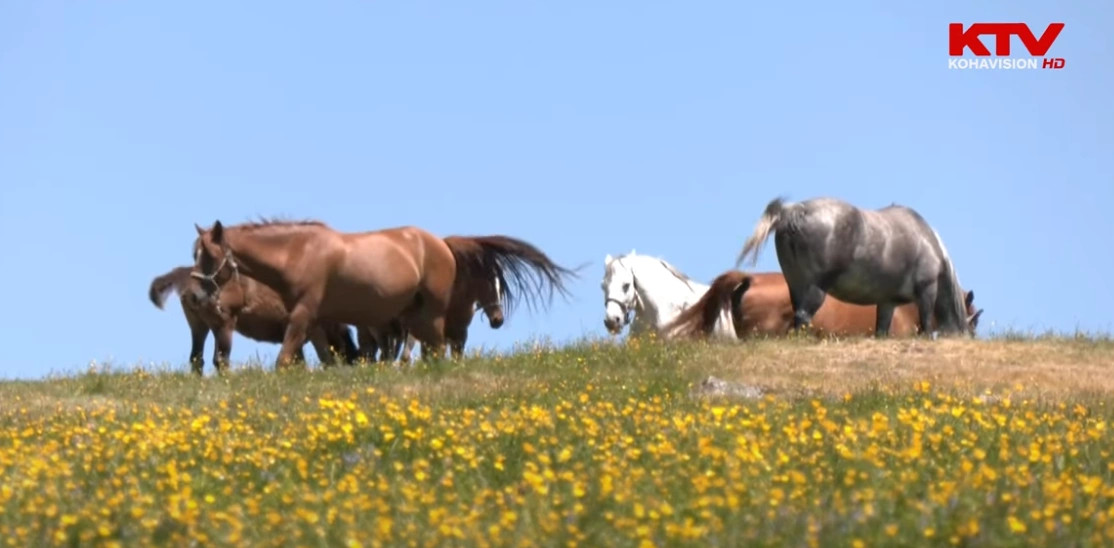Për Bjeshkët e Vrellës, Gjin Shatri kthehet nga Zvicra t’i rrisë kuajt ...