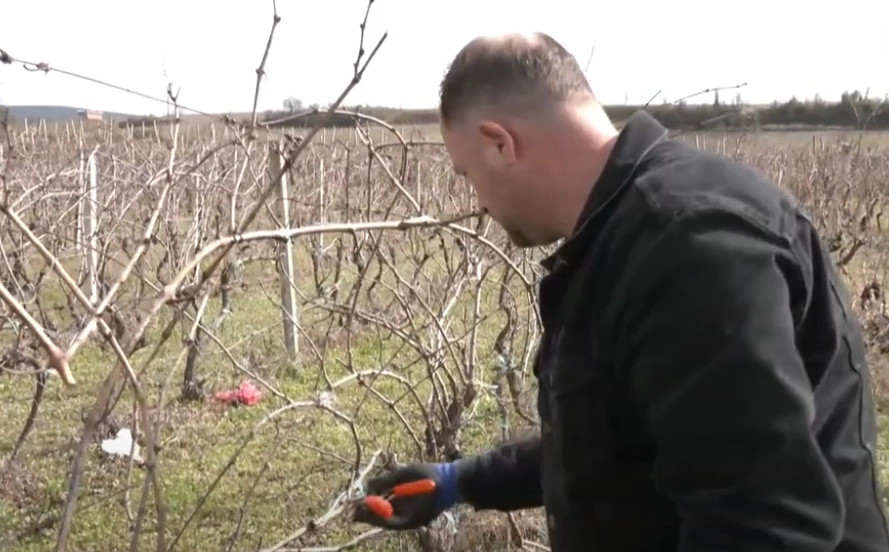 Krasitja si trajtim i sëmundjeve të hardhisë së rrushit - KOHA.net