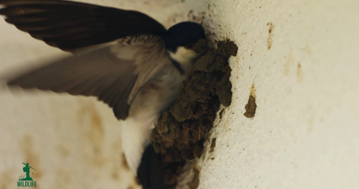 A janë arkitektë shpendët? - KOHA.net