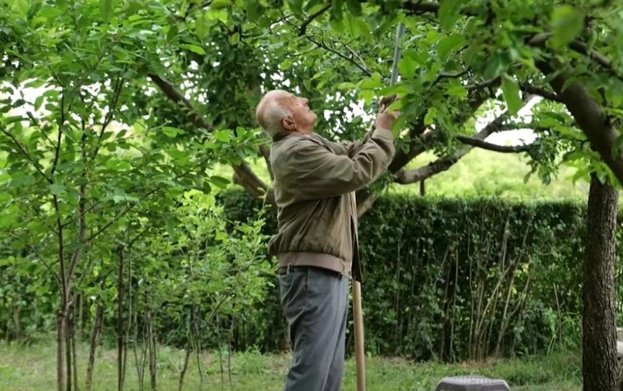 Puna me pemë, burim i të ardhurave për të moshuarin - KOHA.net
