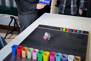 Një papagall thyen rekordin botëror për njohjen e ngjyrave - KOHA.net