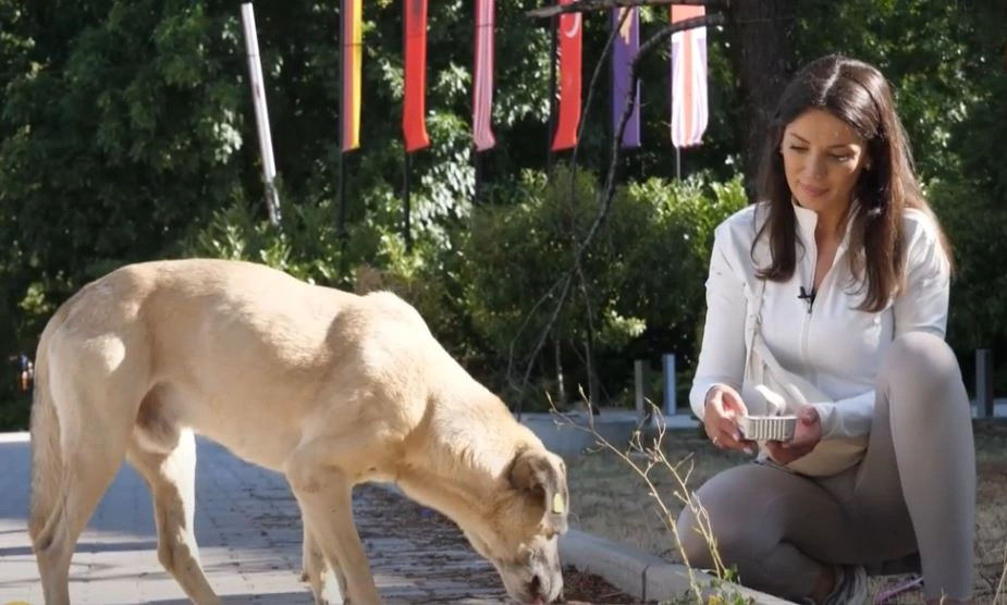 Yllka Asimi, vajza që i ushqen në mënyrë vullnetare qentë e Prishtinës - KOHA.net