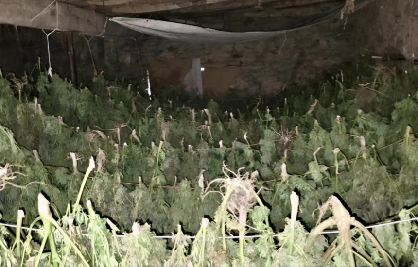 Más de 500 kg de marihuana escondidos en un establo en Suhareka - KOHA.net Más de 500 kg de marihuana escondidos en un establo en Suhareka - KOHA.net