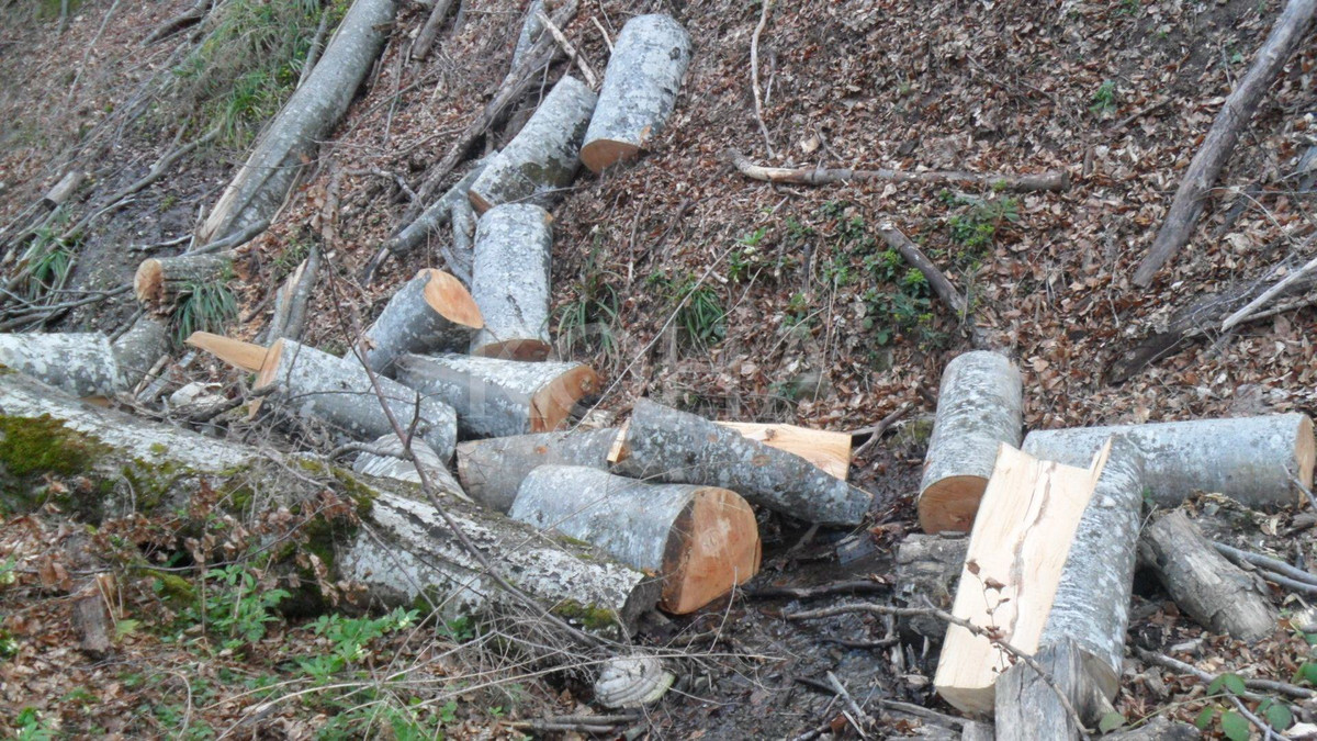 Strukturat lokale alarmojnë për dëmtim pyjesh në Suharekë - KOHA.net