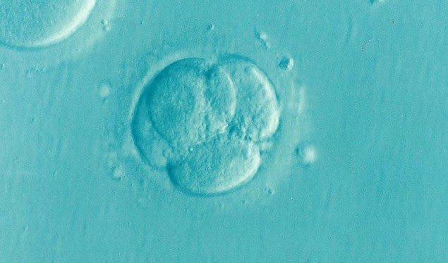 Scientists produce embryo-like structures - KOHA.net