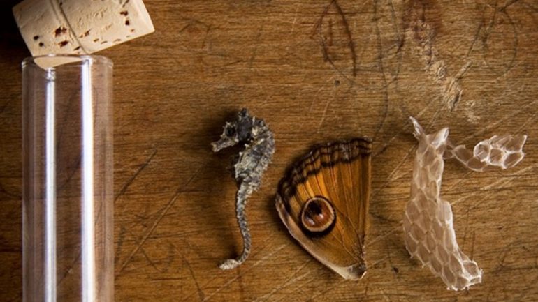 The 50 biggest curiosities in the world - KOHA.net